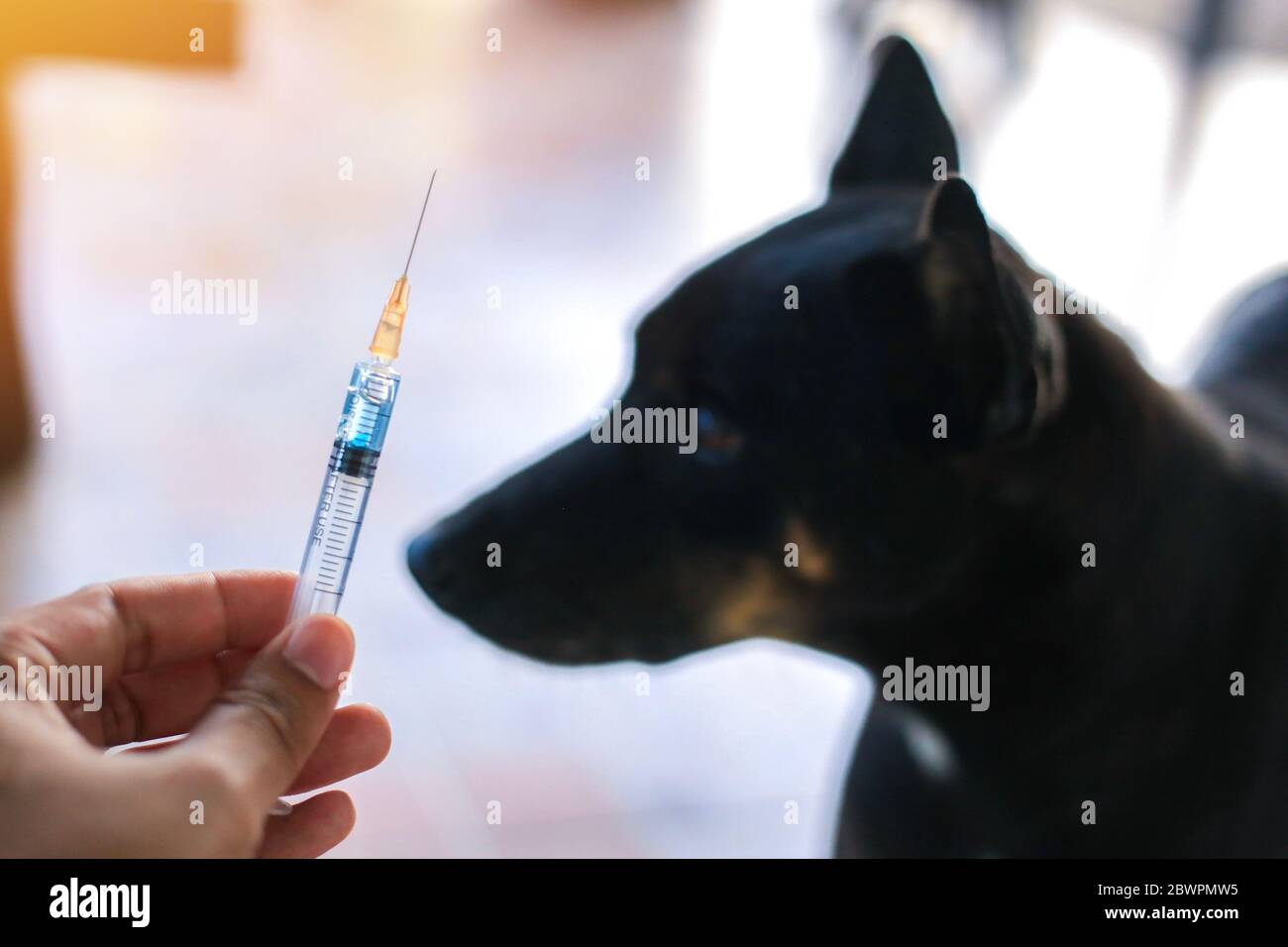 Vaccine Rabies Bottle and Syringe Needle Hypodermic Injection ...
