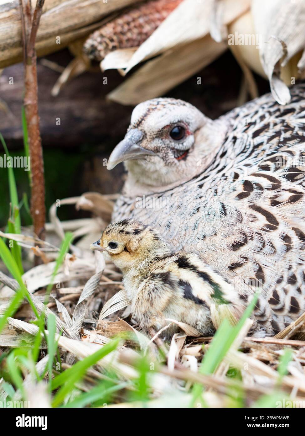 A Hen Pheasant on her nest with newly hatched chicks on a spring day in ...