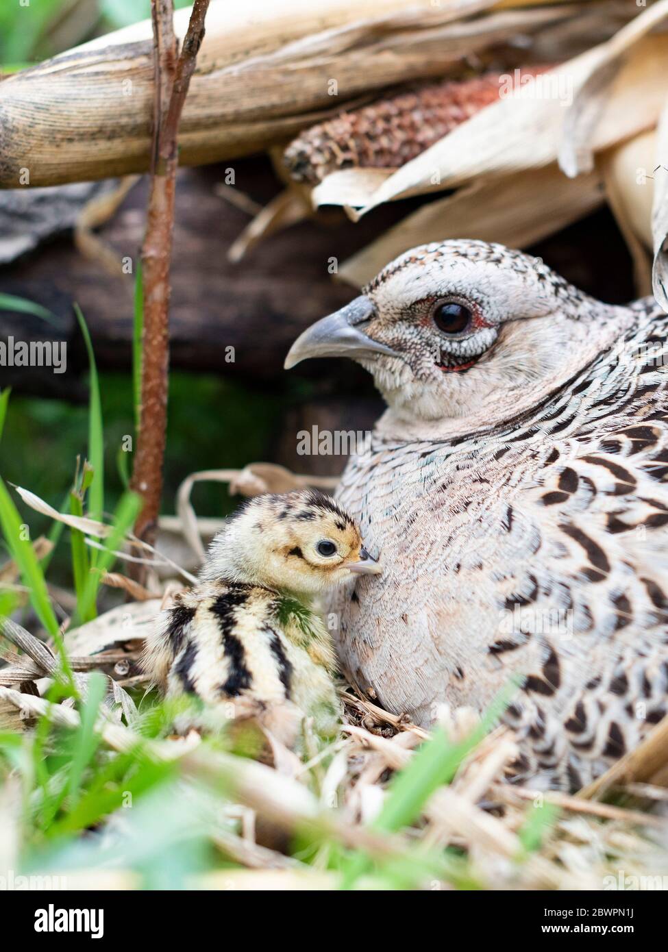 A Hen Pheasant on her nest with newly hatched chicks on a spring day in ...