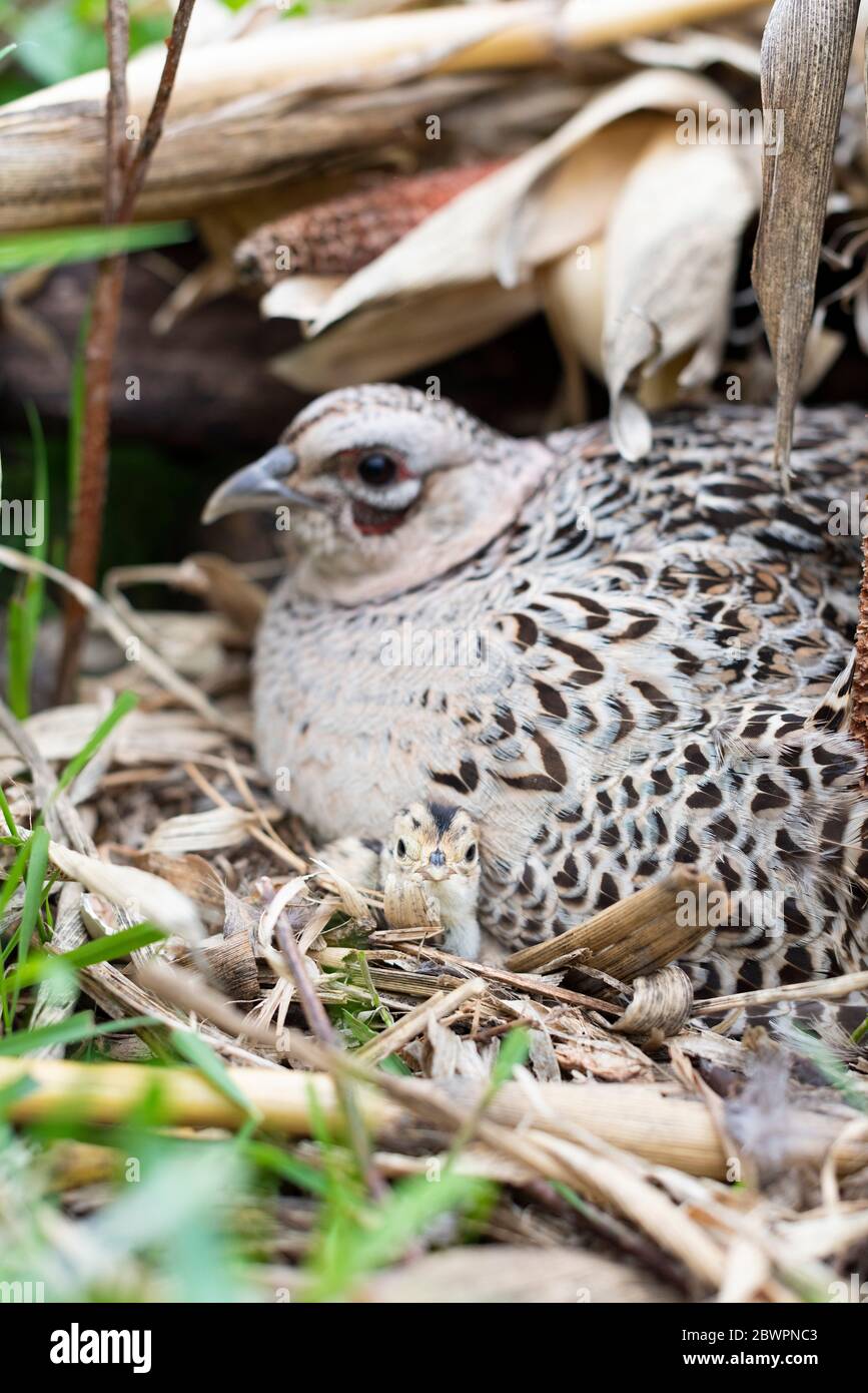 A Hen Pheasant on her nest with newly hatched chicks on a spring day in ...