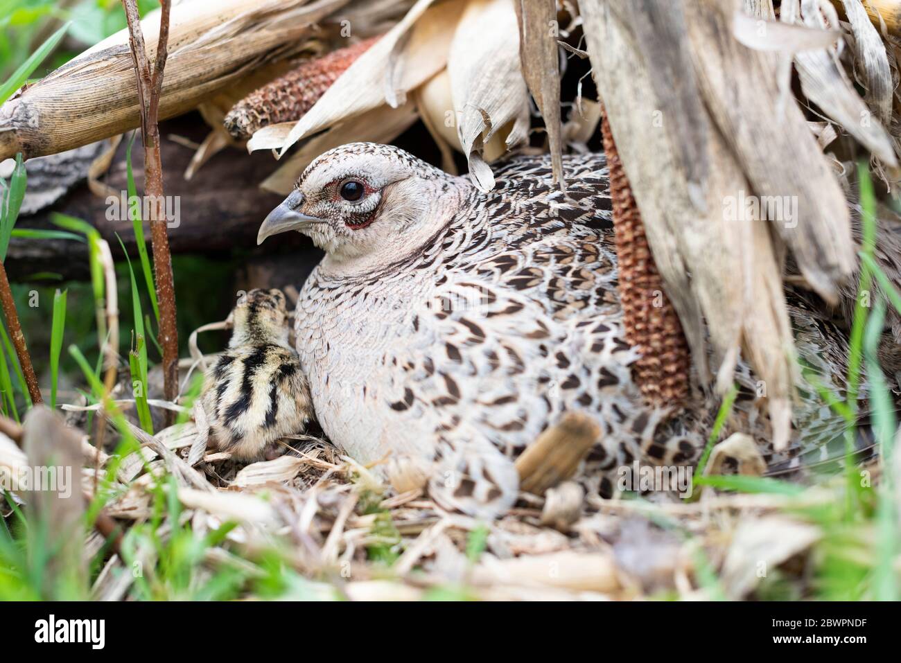 A Hen Pheasant on her nest with newly hatched chicks on a spring day in ...