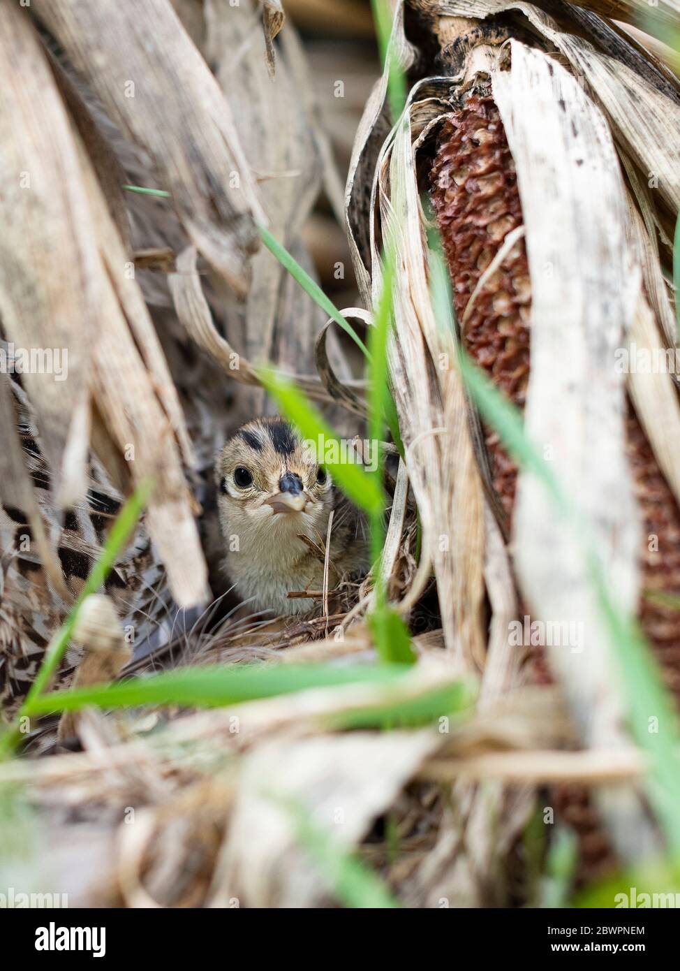 A Hen Pheasant on her nest with newly hatched chicks on a spring day in ...