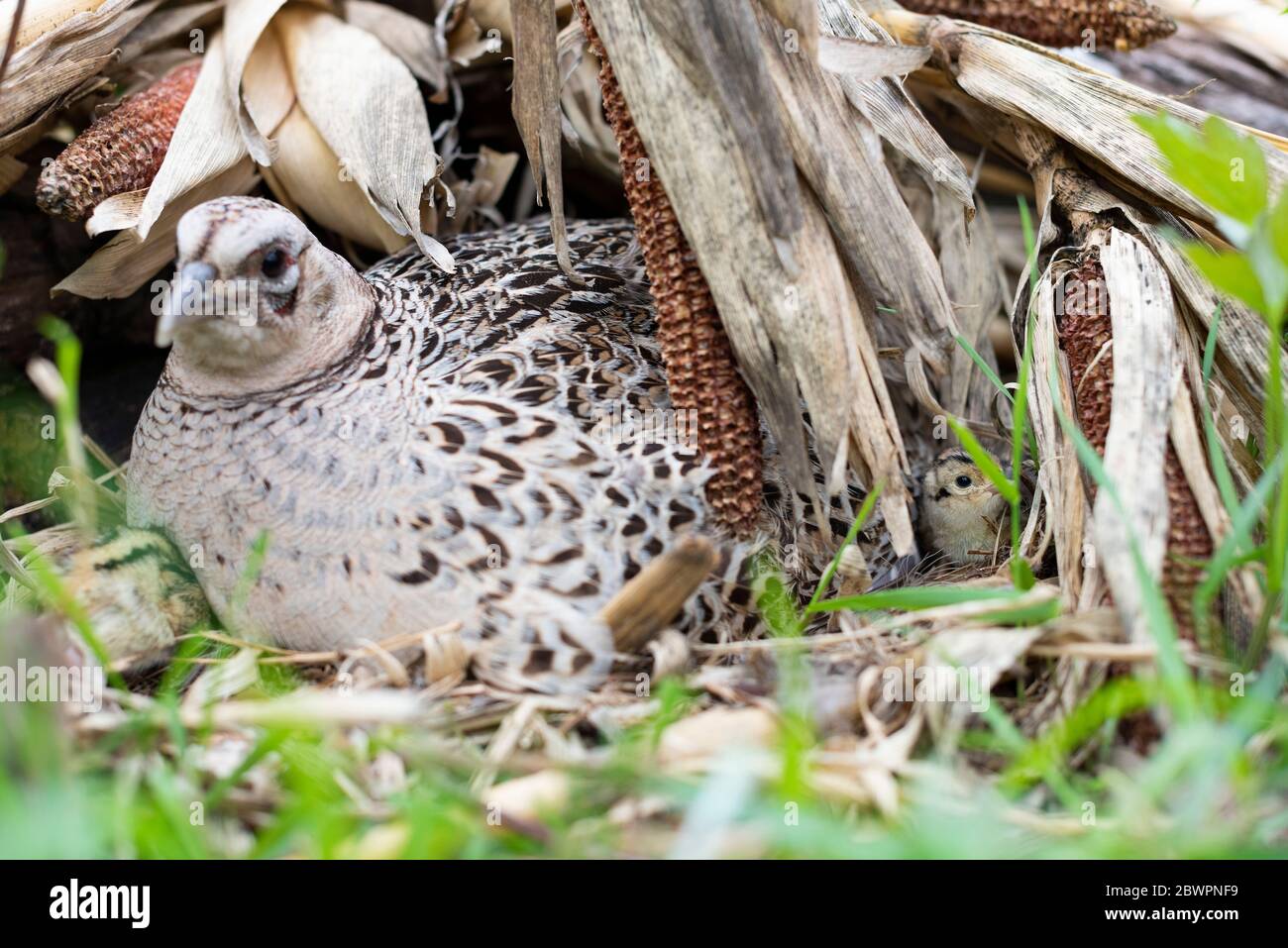 A Hen Pheasant on her nest with newly hatched chicks on a spring day in ...
