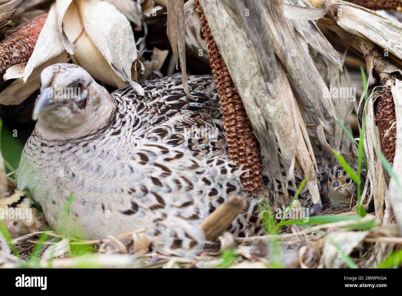 A Hen Pheasant on her nest with newly hatched chicks on a spring day in ...