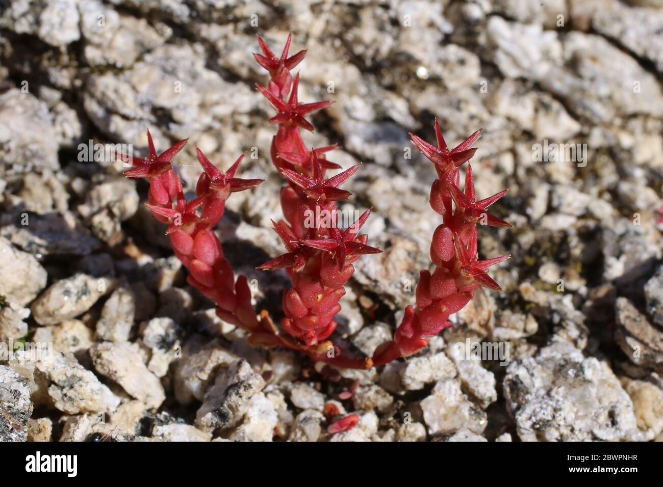 Sedum caespitosum - Wild plant shot in the spring Stock Photo - Alamy
