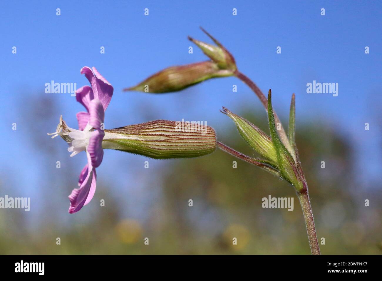 Silene subconica - Wild plant shot in the spring Stock Photo - Alamy