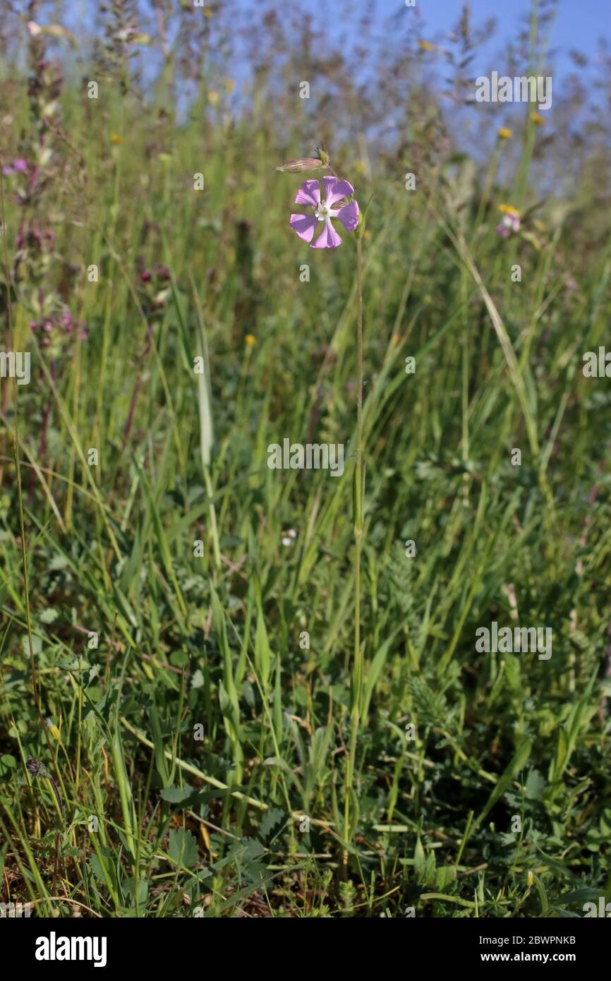 Silene subconica - Wild plant shot in the spring Stock Photo - Alamy