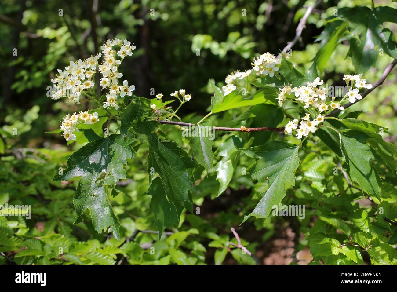 Sorbus torminalis hi-res stock photography and images - Alamy