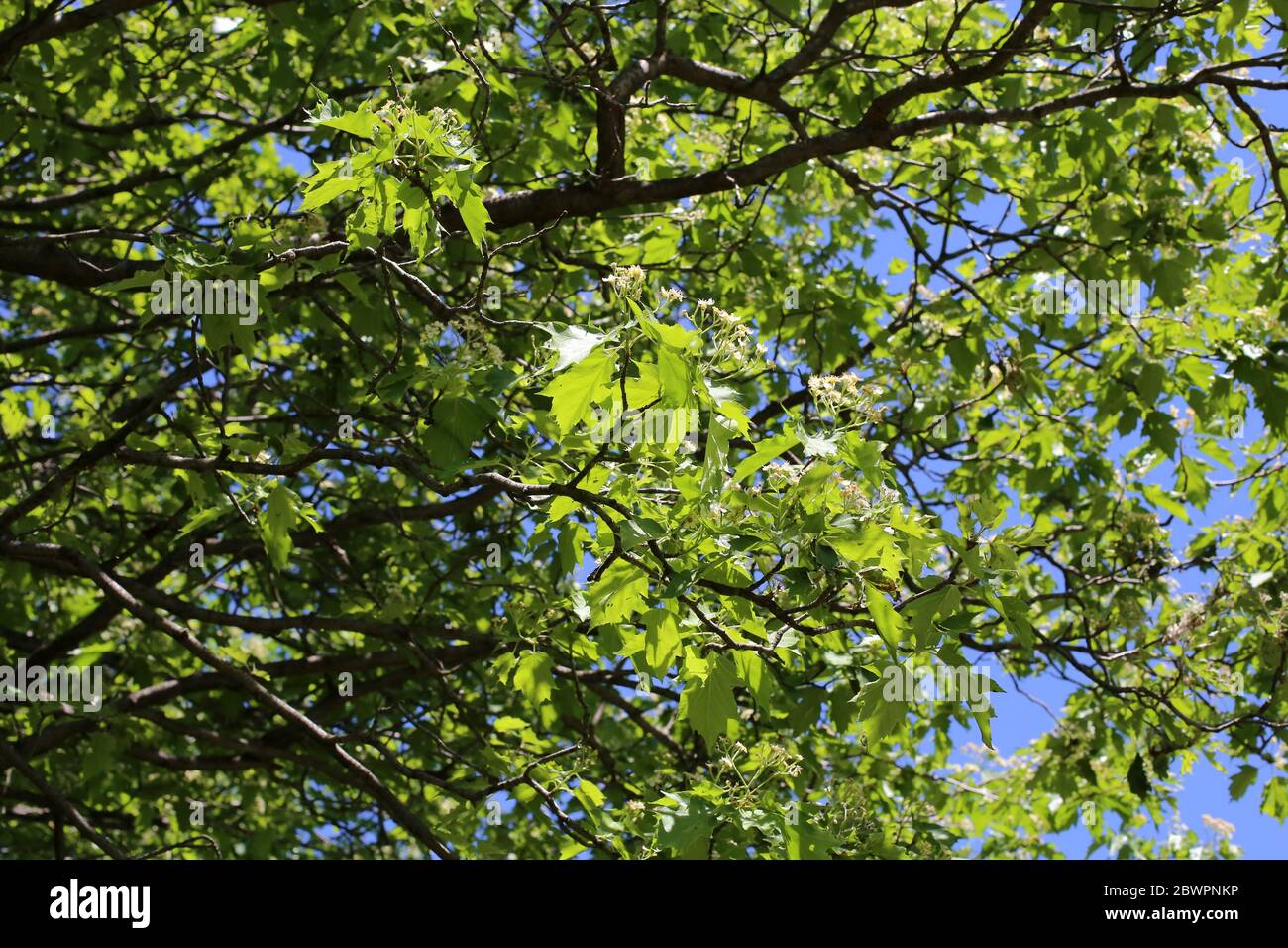 Sorbus torminalis, Wild Service Tree. Wild plant shot in the spring ...
