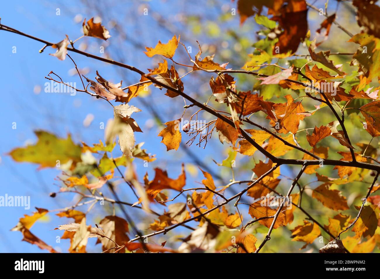 Wild service tree sorbus torminalis hi-res stock photography and images ...