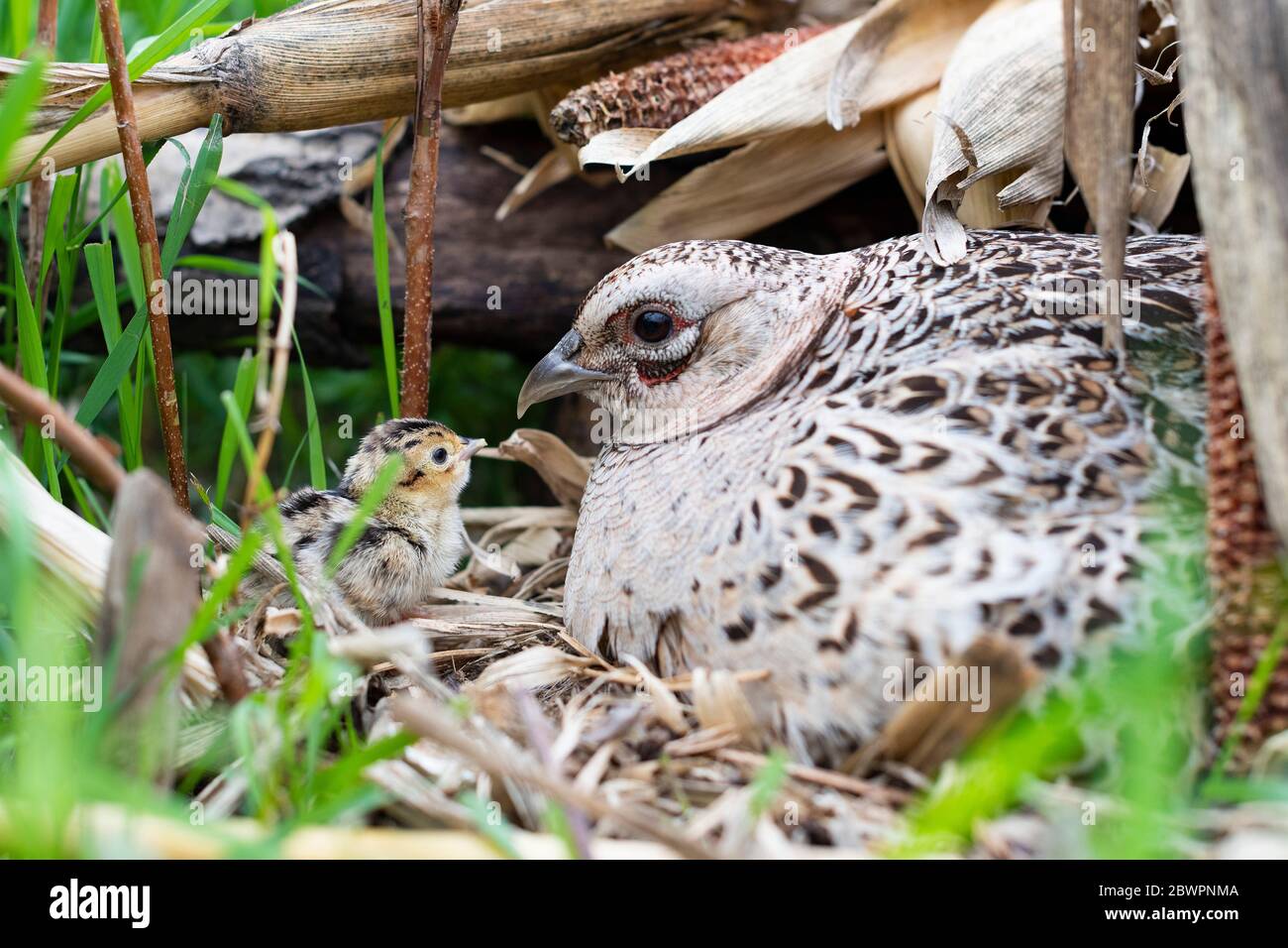 A Hen Pheasant on her nest with newly hatched chicks on a spring day in ...