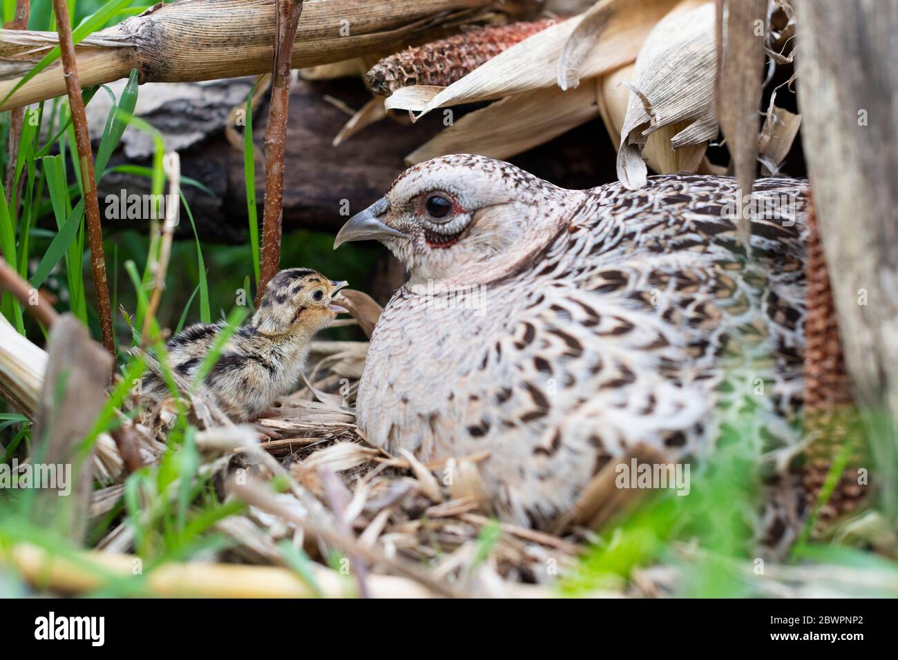 A Hen Pheasant on her nest with newly hatched chicks on a spring day in ...