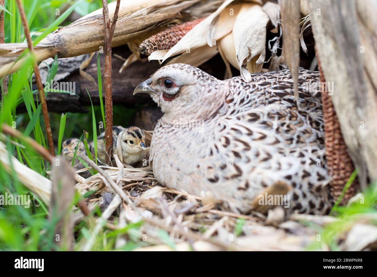 A Hen Pheasant on her nest with newly hatched chicks on a spring day in ...