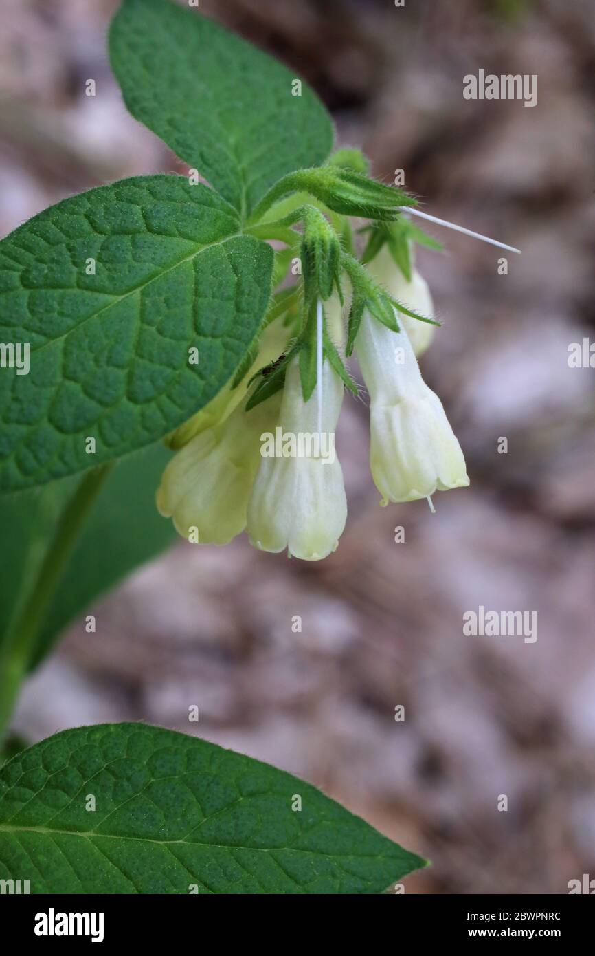 Wild comfrey hi-res stock photography and images - Alamy