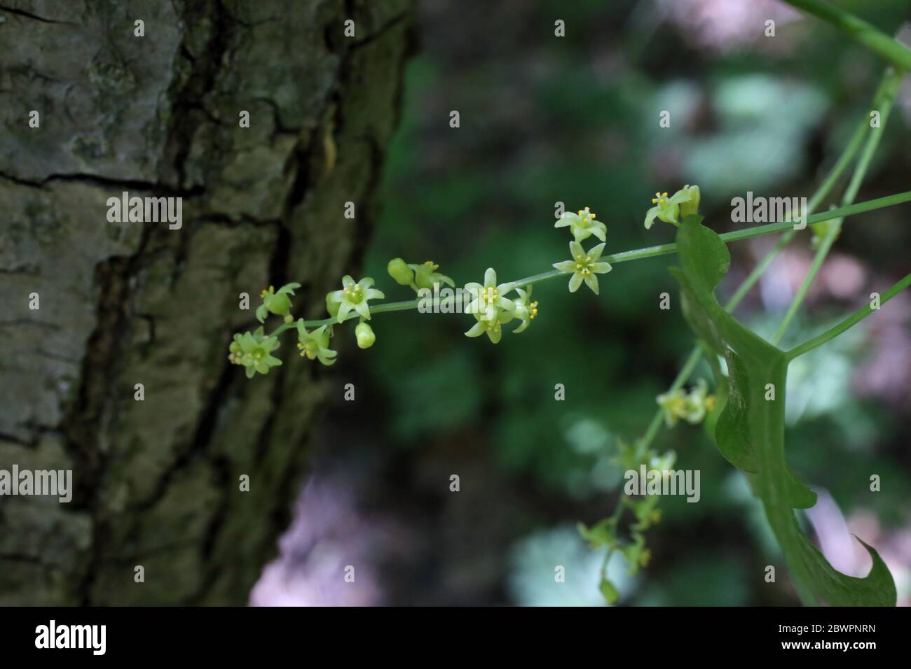 Bryony plant plants hi-res stock photography and images - Alamy