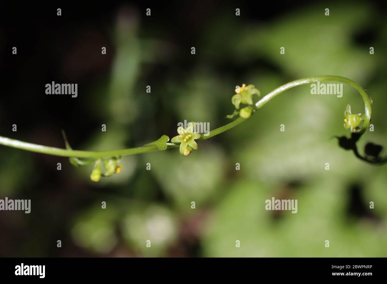 Tamus communis hi-res stock photography and images - Alamy