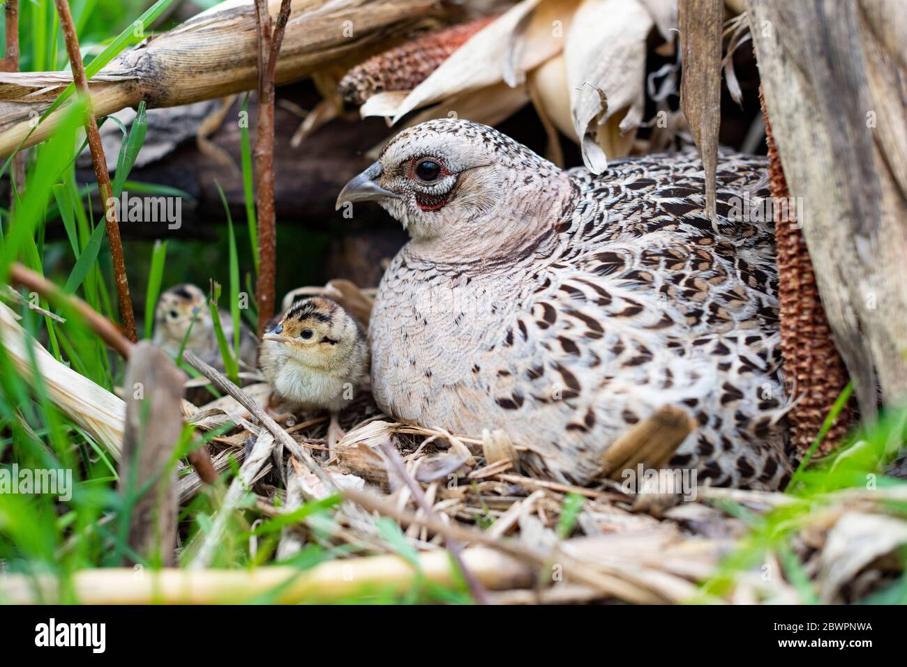 A Hen Pheasant on her nest with newly hatched chicks on a spring day in ...