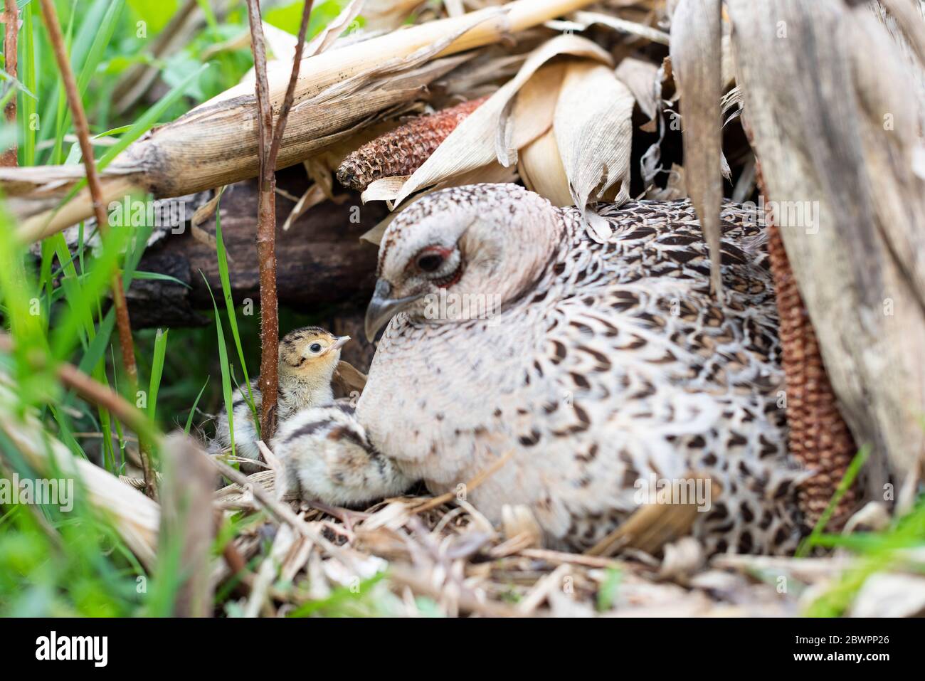A Hen Pheasant on her nest with newly hatched chicks on a spring day in ...