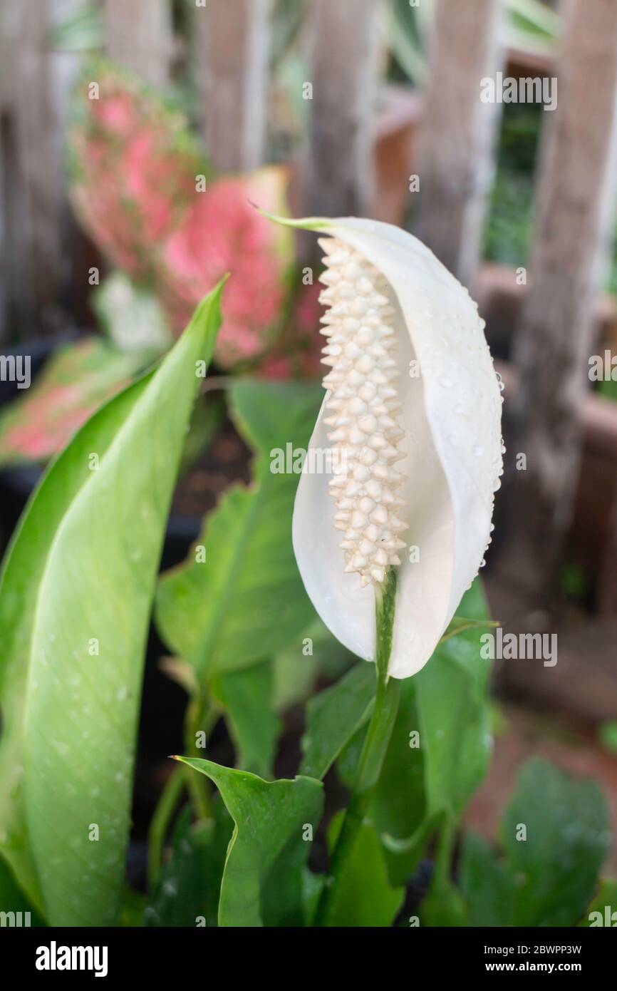 Peace Lily flower plant in outdoors garden, stock photo Stock Photo - Alamy