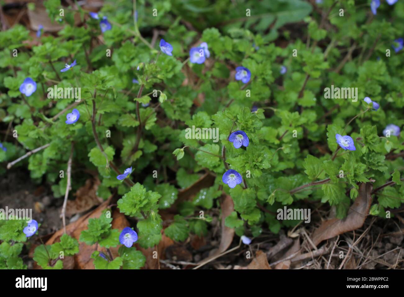 Large Speedwell High Resolution Stock Photography and Images - Alamy