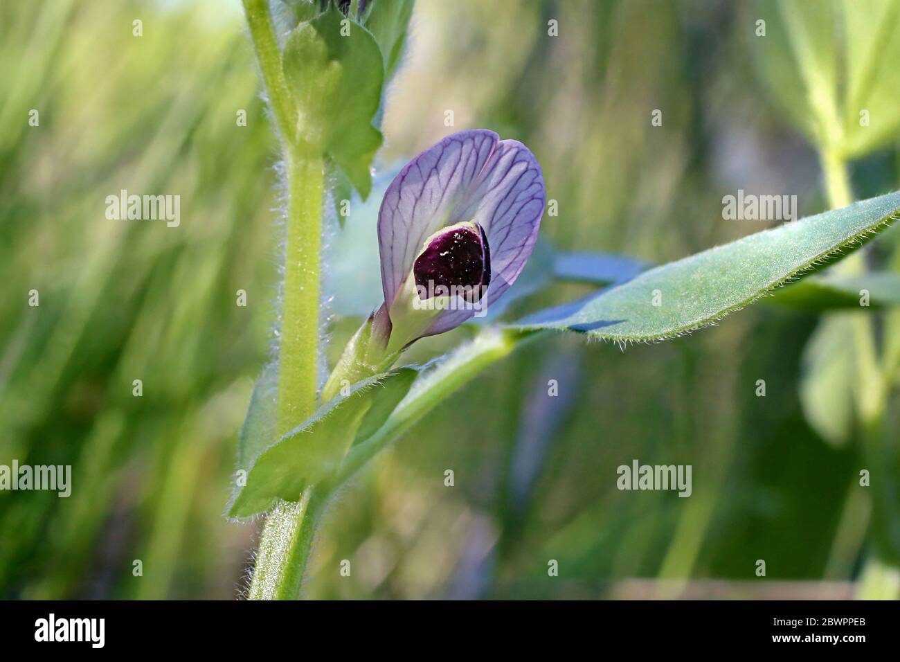 Vicia narbonensis, Narbon Vetch. Wild plant shot in the spring Stock ...