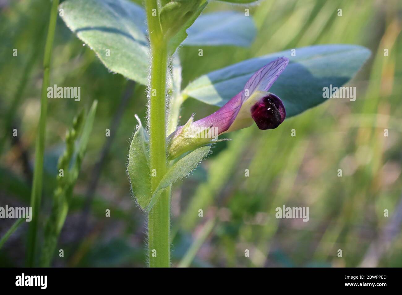 Vicia narbonensis, Narbon Vetch. Wild plant shot in the spring Stock ...