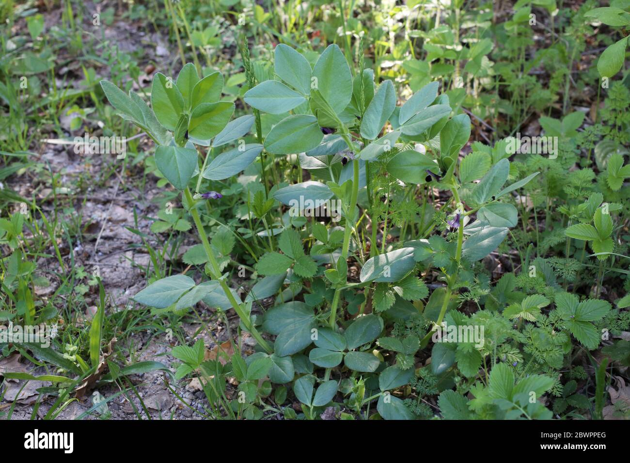 Vicia narbonensis, Narbon Vetch. Wild plant shot in the spring Stock ...