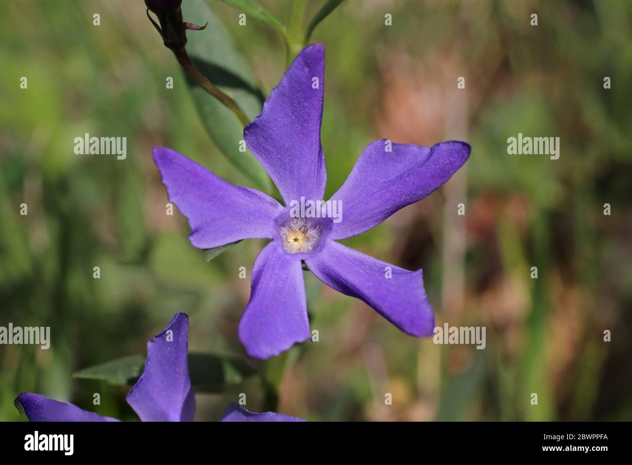 Vinca plants hi-res stock photography and images - Alamy