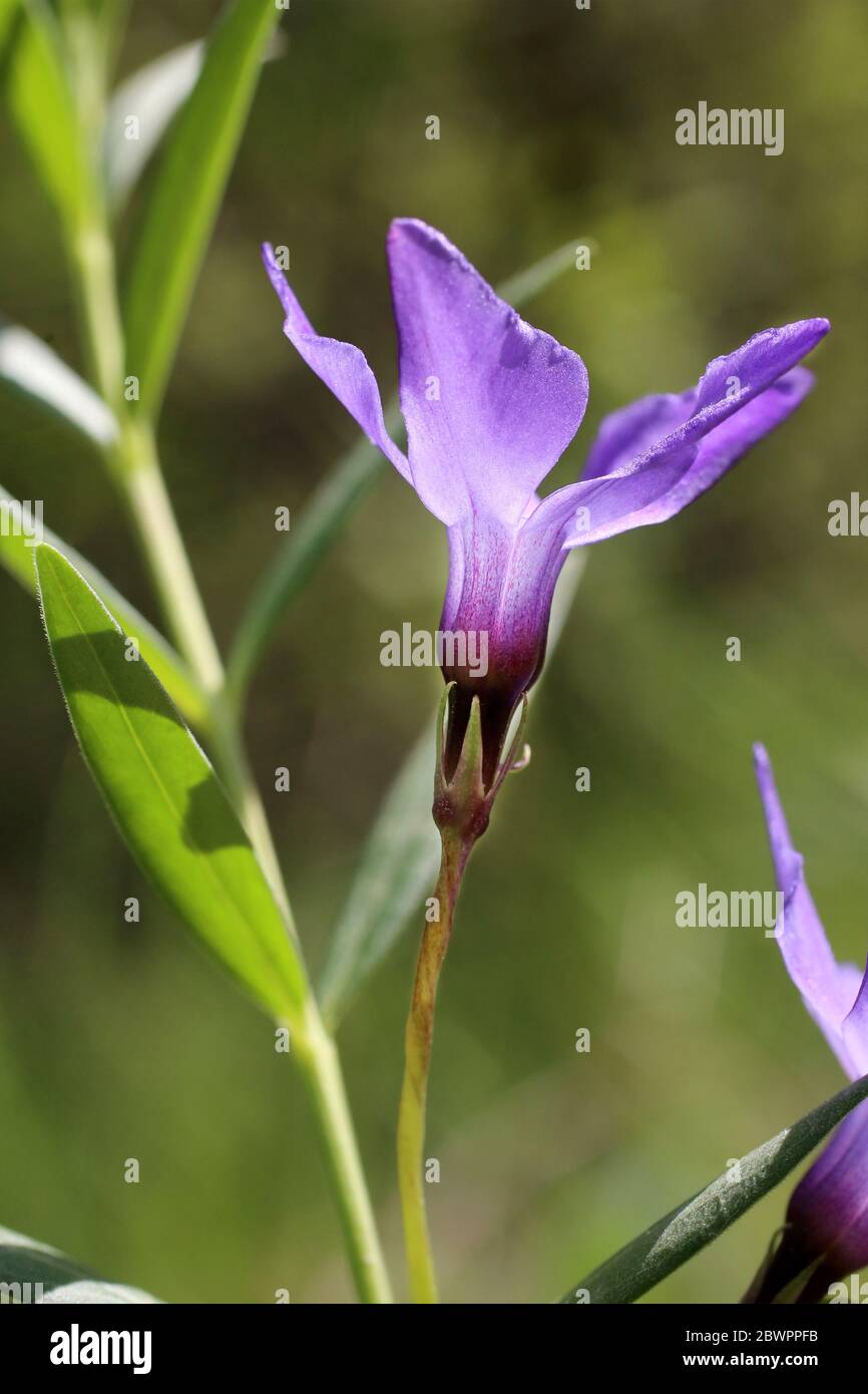 Vinca plants hi-res stock photography and images - Alamy