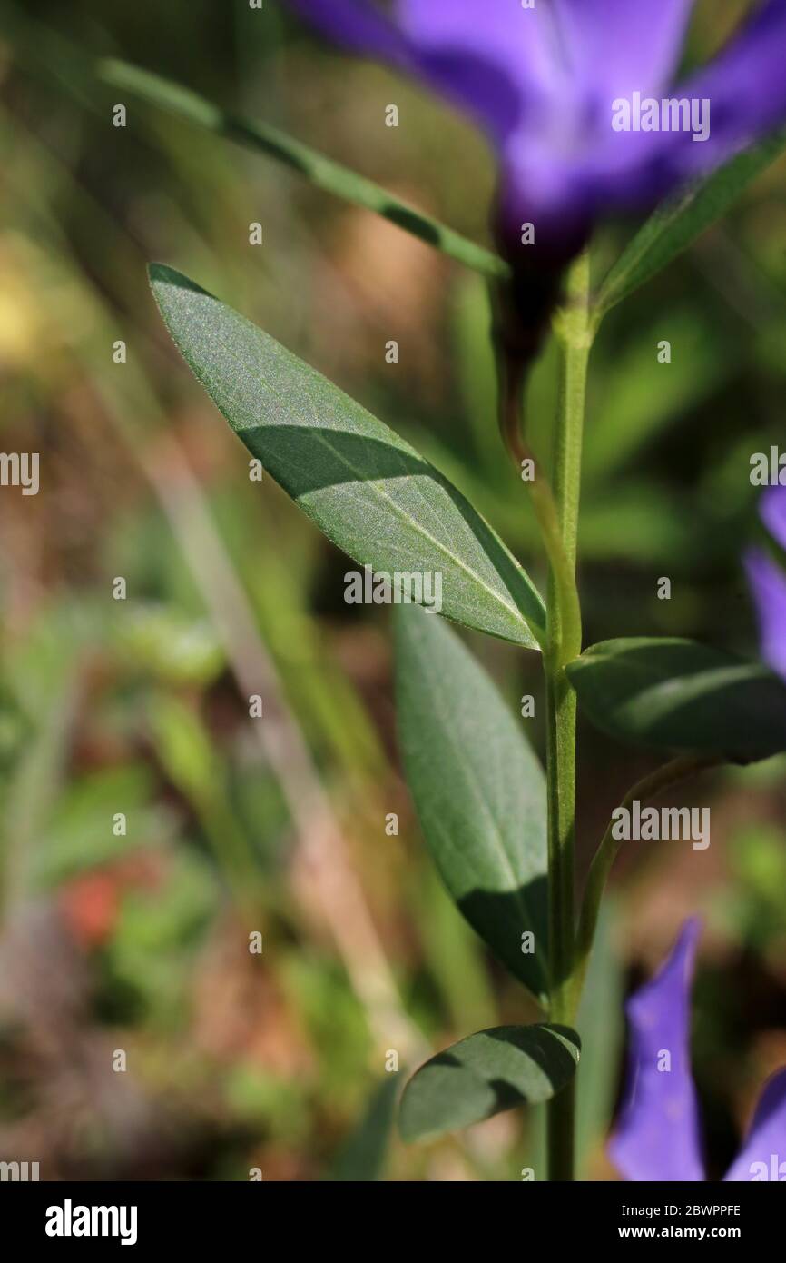Vinca plants hi-res stock photography and images - Alamy