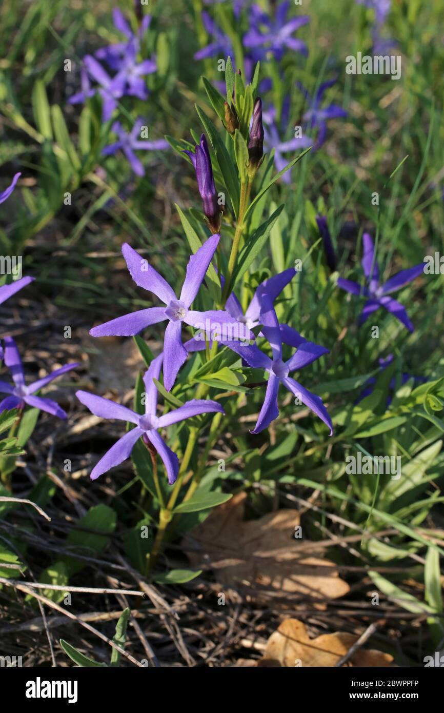 Vinca plants hi-res stock photography and images - Alamy