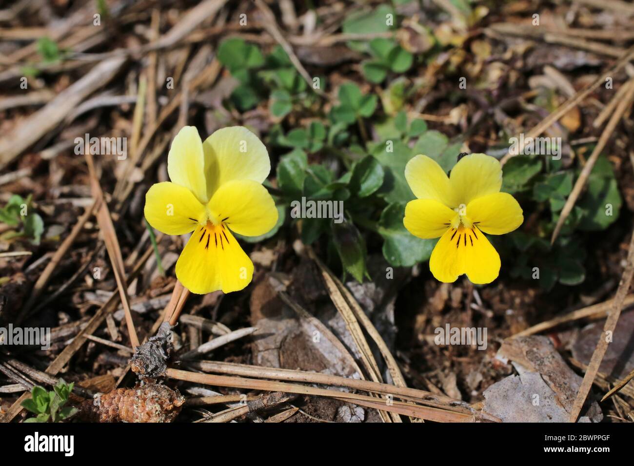 Viola aetolica - Wild plant shot in the spring Stock Photo - Alamy