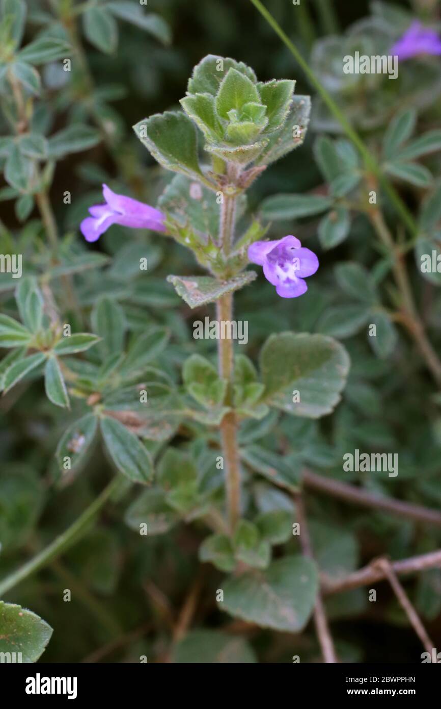 Rotundifolius hi-res stock photography and images - Alamy