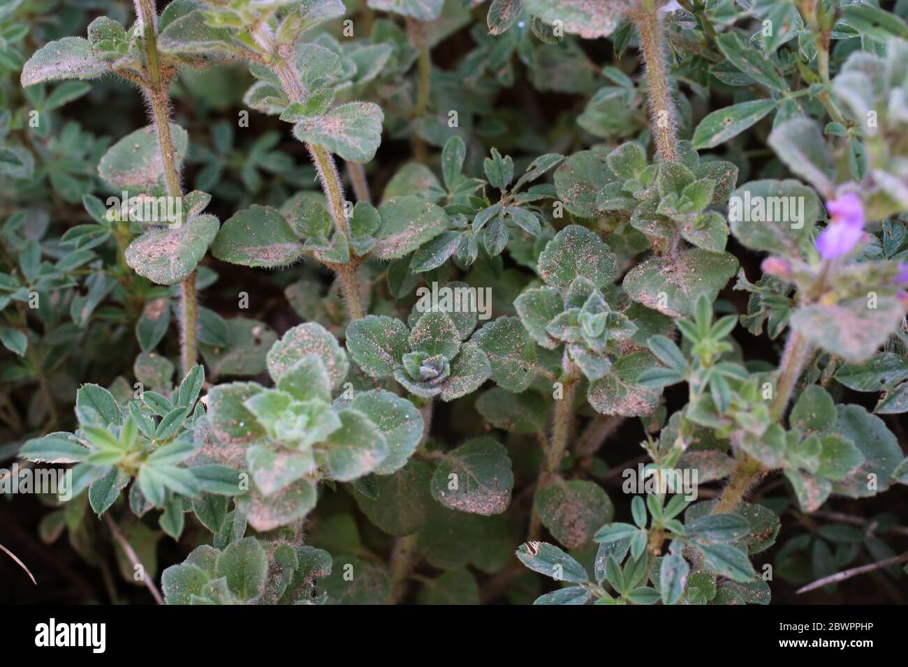 Rotundifolius hi-res stock photography and images - Alamy