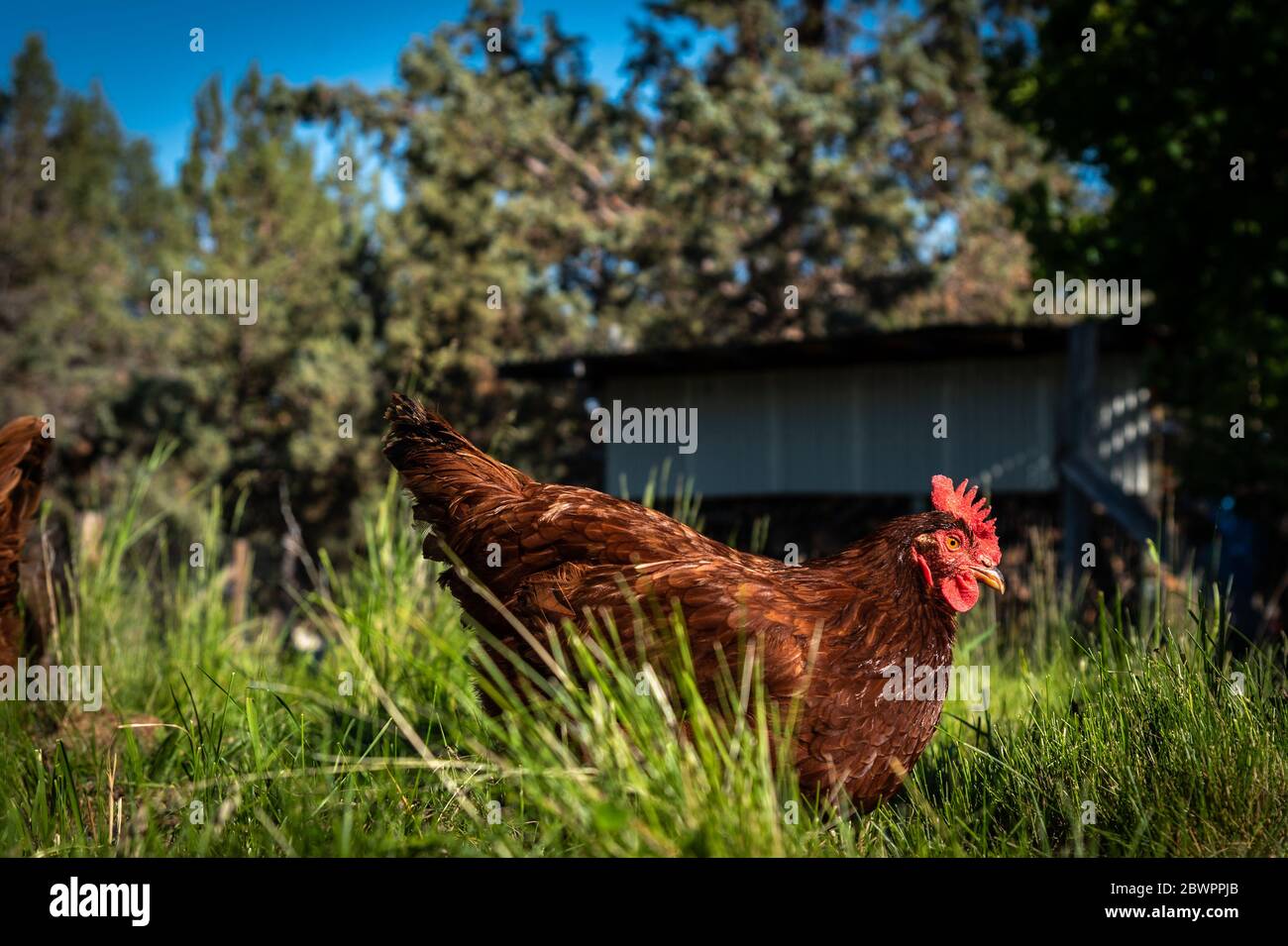 A beautiful red free range hen laying in lush green sun lit grass with ...