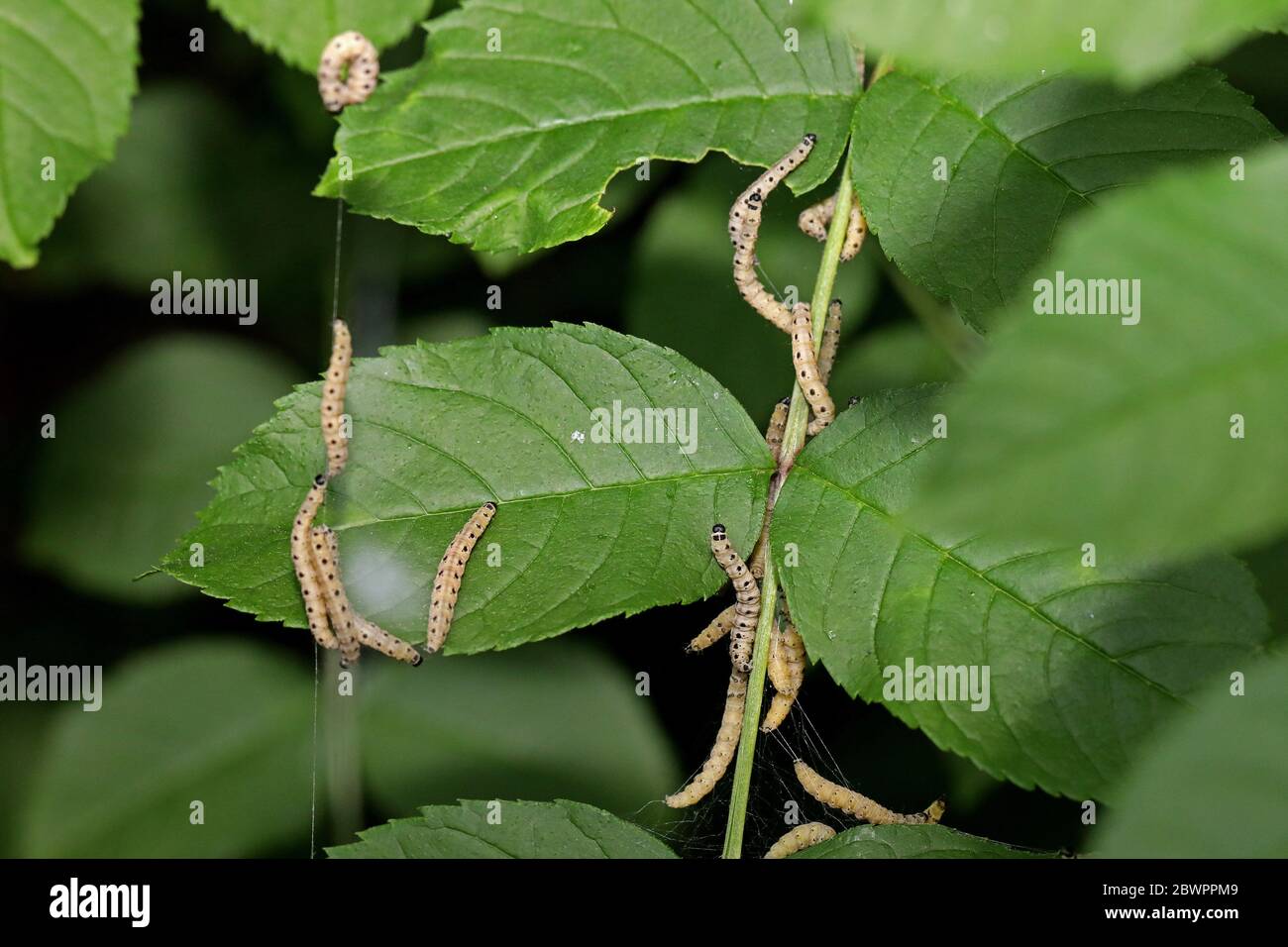 Oak procession moths hi-res stock photography and images - Alamy