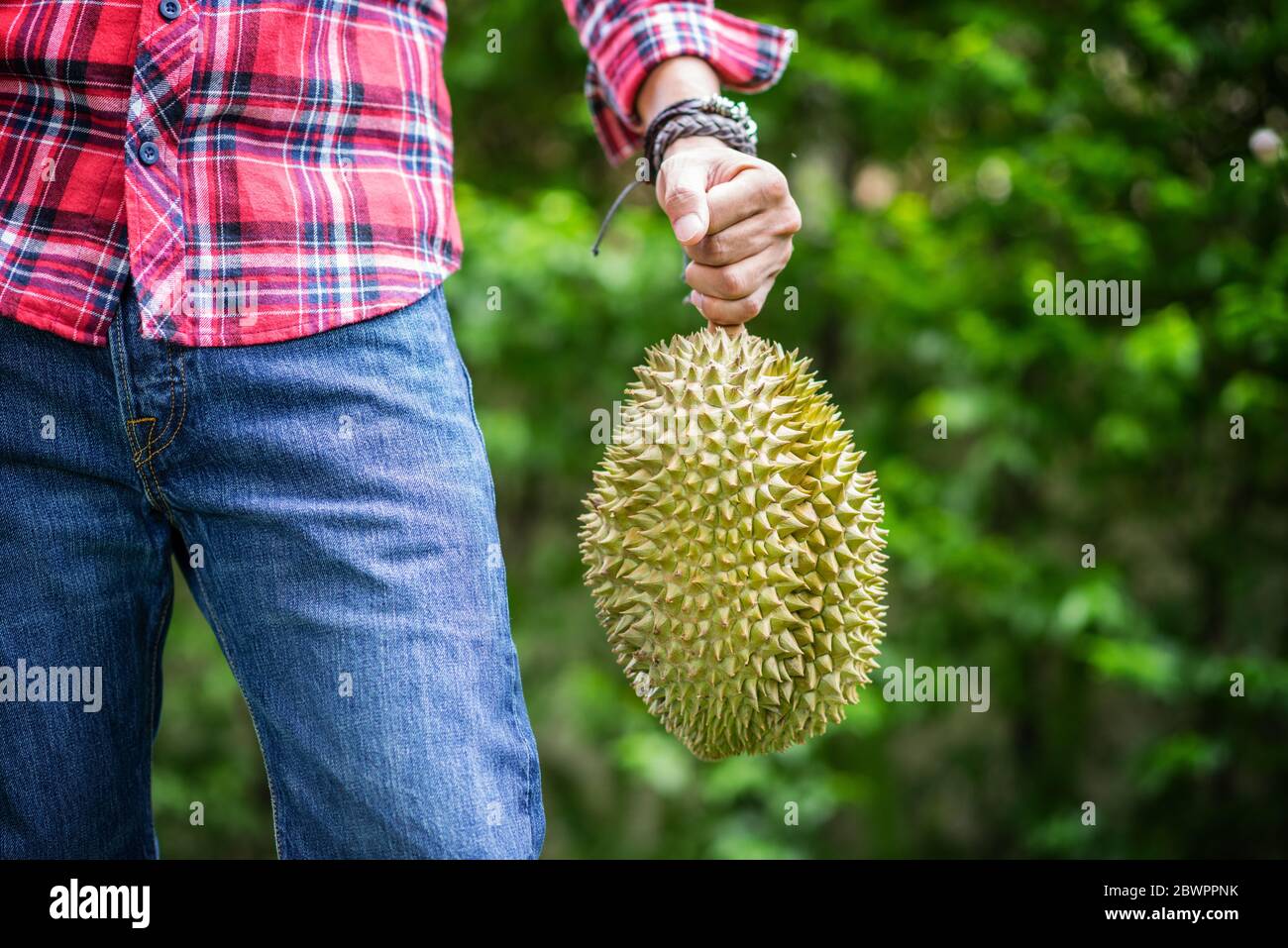 Hand holding ripe durian fruit hi-res stock photography and images - Alamy