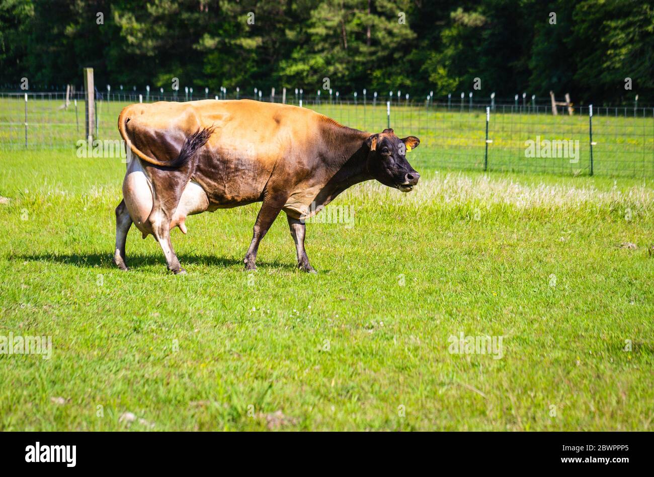 Jersey cow, with enlarged udder, just days after giving birth Stock ...