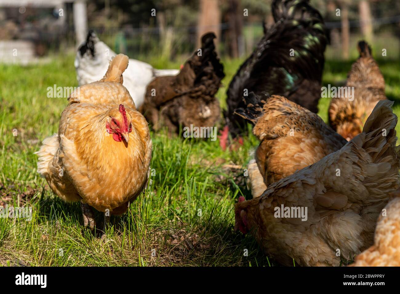 Various colors and breeds chickens feeding together in a lush green ...