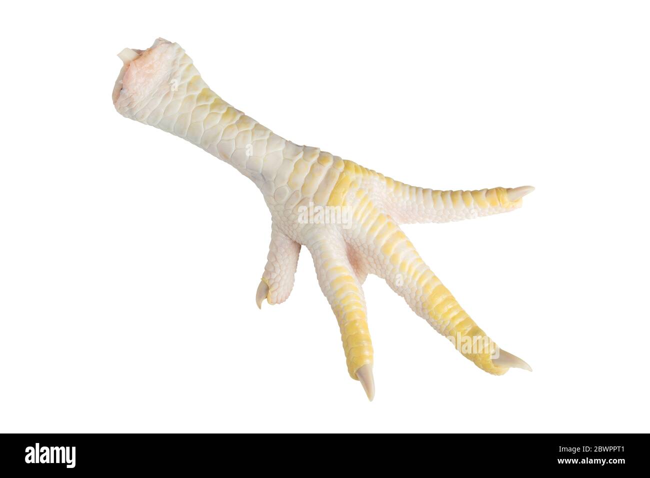 Raw chicken foot isolated on a white background Stock Photo - Alamy