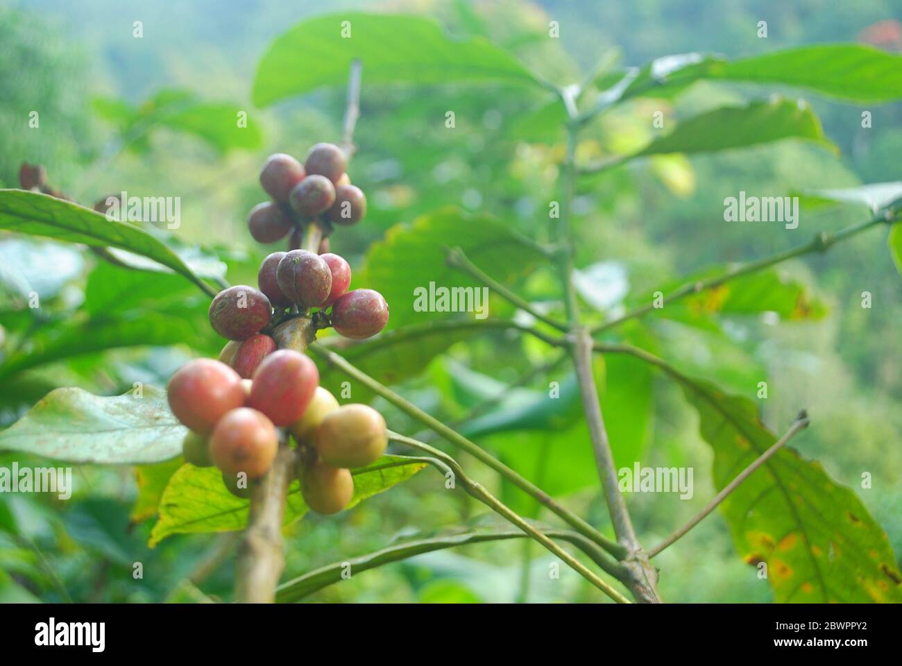 Bunch Coffee berry fruit on the plant branches Stock Photo - Alamy