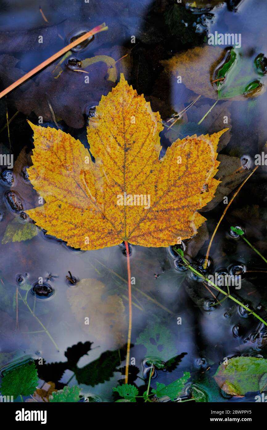 Autumn time. Autumn leaf on the surface of the water. Yellow autumn maple leaf in a puddle with ...