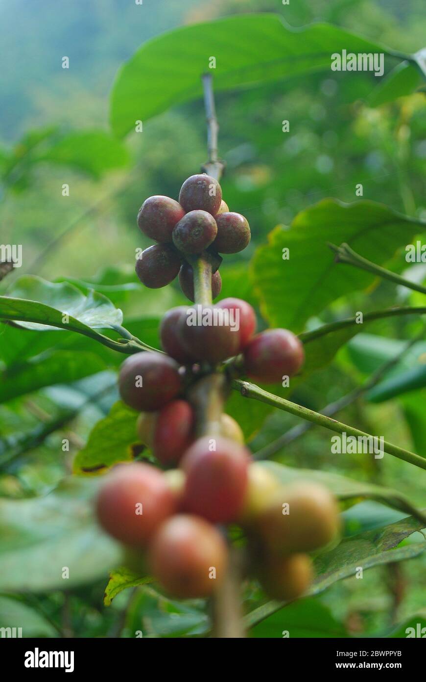 Bunch Coffee berry fruit on the plant branches Stock Photo - Alamy