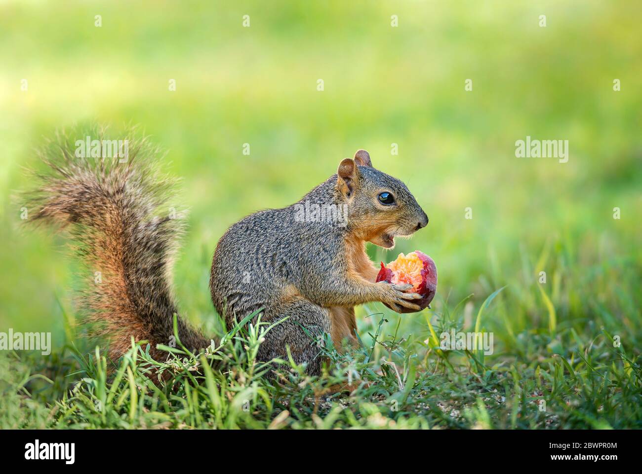 Squirrel (Sciurus niger) mouth open eating peach fruit in the garden ...
