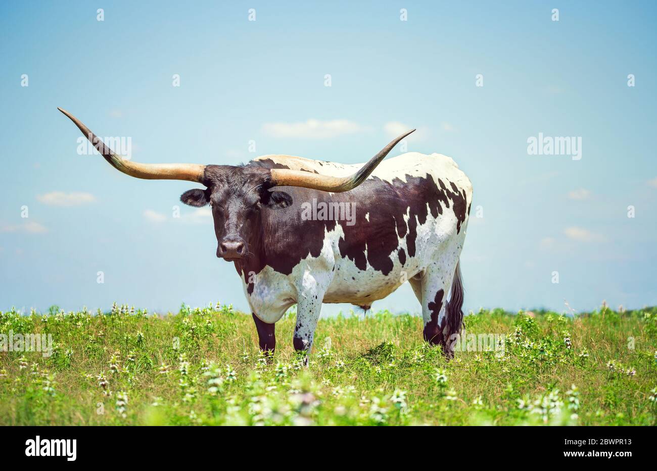 Texas longhorn on the spring pasture. Blue sky background with copy ...