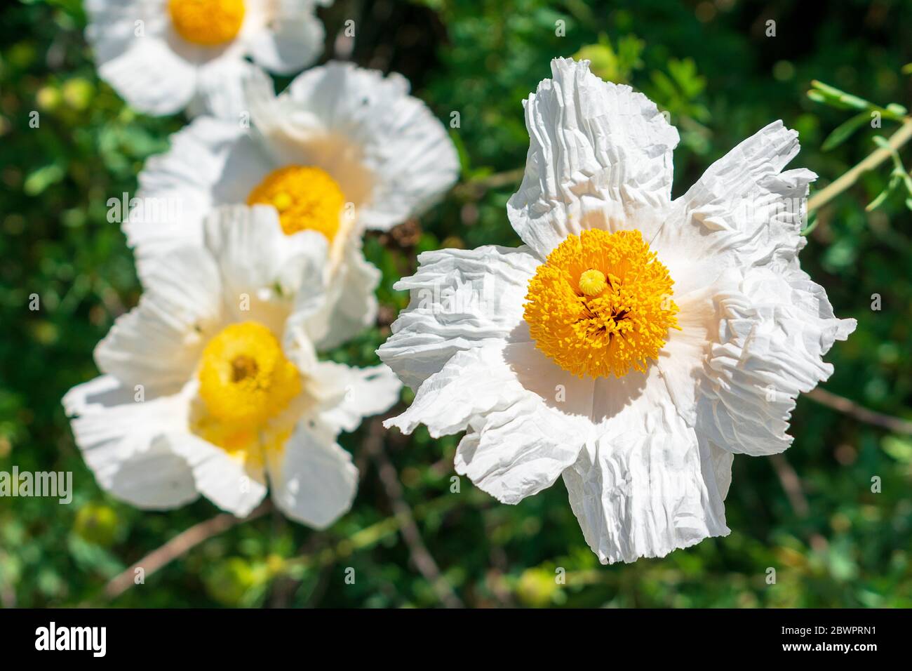 Matilija Poppies, romneya coulteri, California giant white tree poppy ...