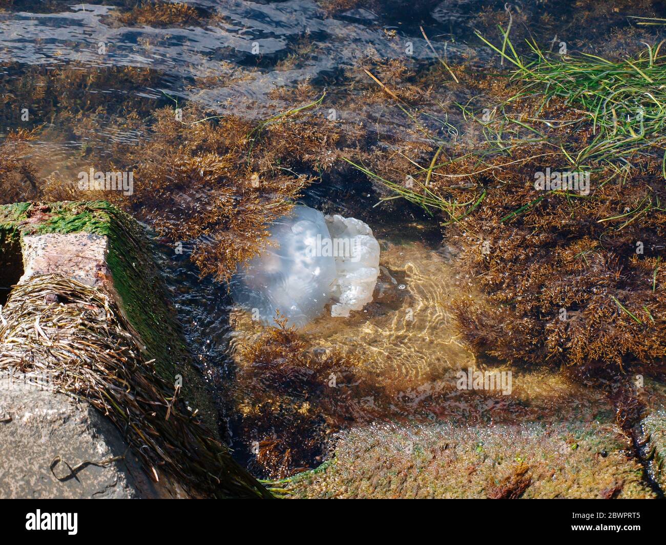 The surface of the water in which the jellyfish swim in algae Stock ...