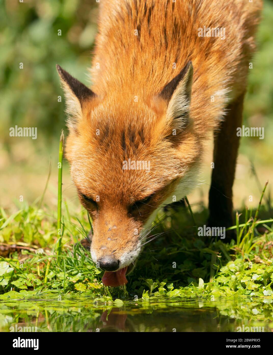 Red fox drinking from water hi-res stock photography and images - Alamy