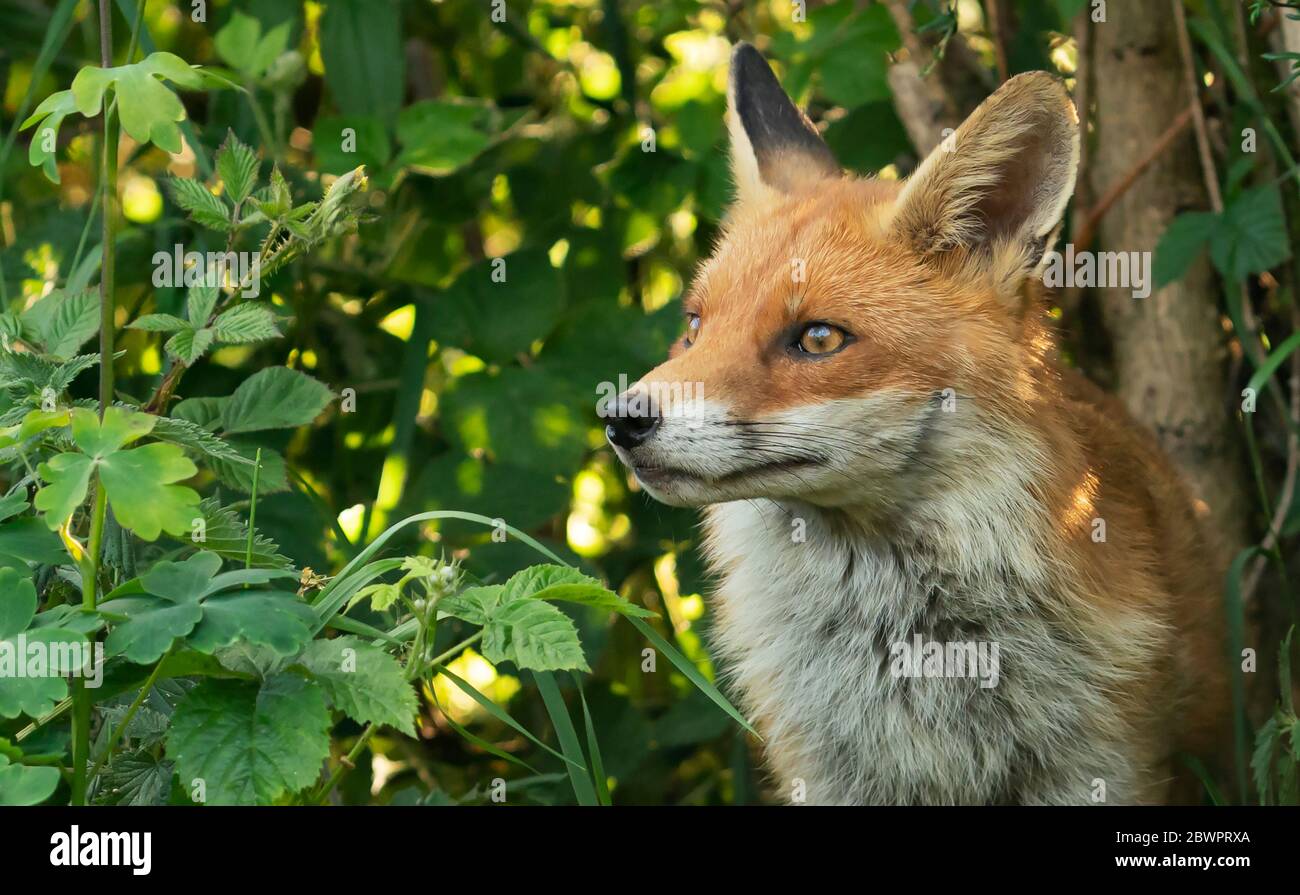 Male fox uk hi-res stock photography and images - Alamy