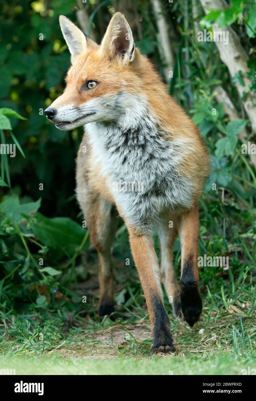 A wild male Red Fox (Vulpes vulpes) emerging from the undergrowth, Warwickshire Stock Photo - Alamy